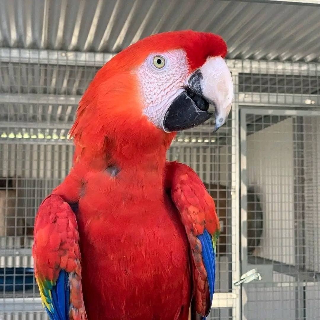 ARA MACAO - EARL Élevage et Vente d'animaux