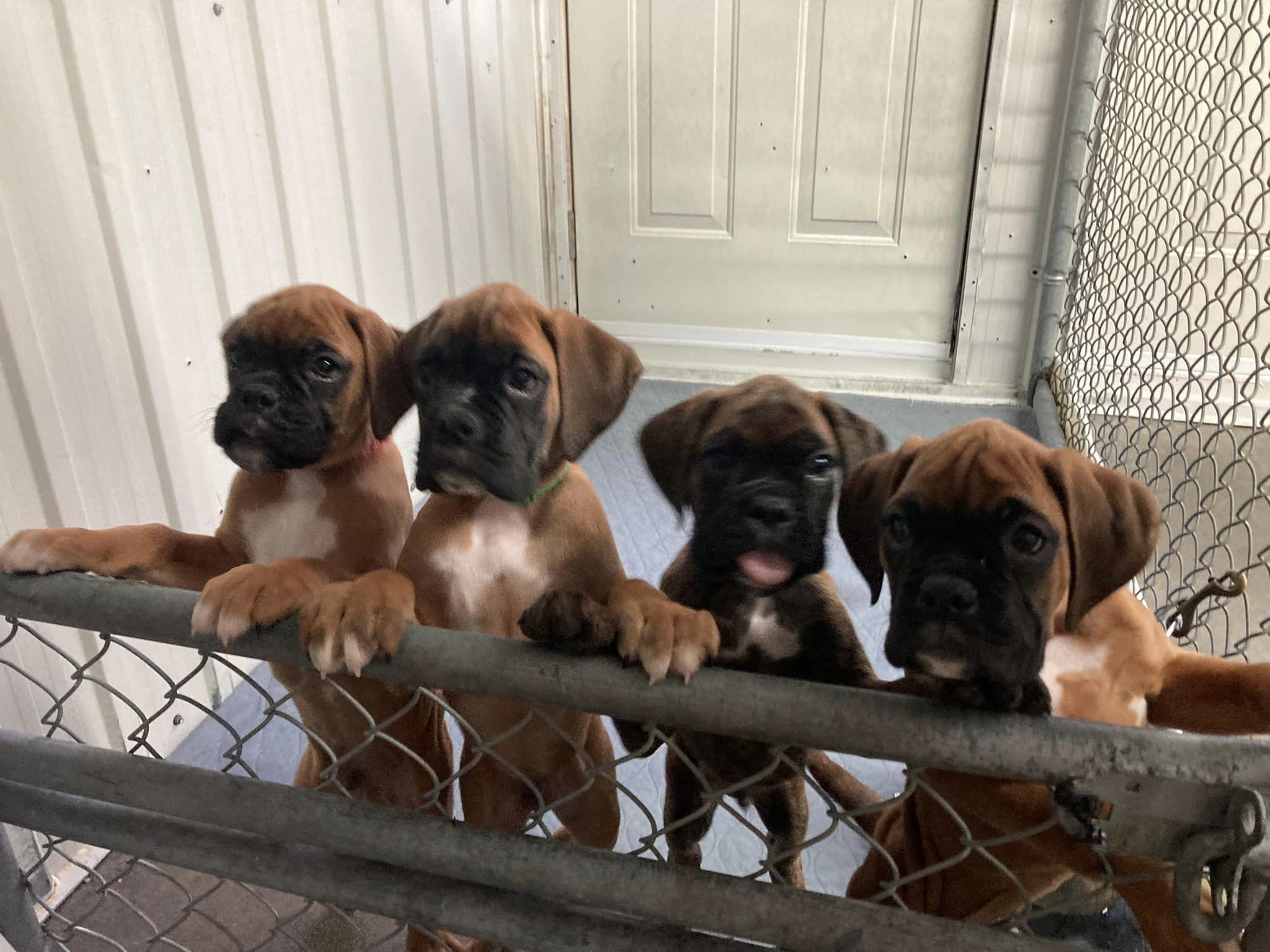 Chiot Boxer 2 Mois