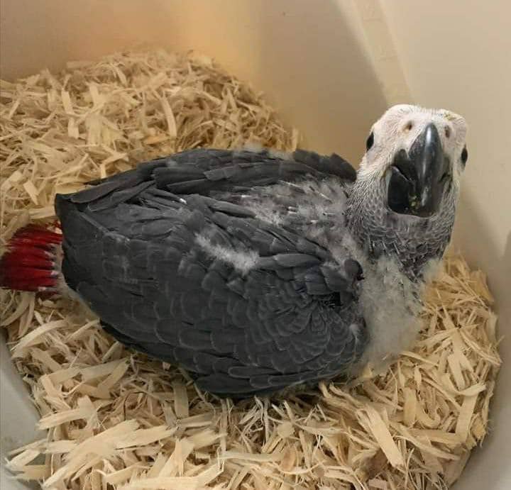Gris Du Gabon Bebe