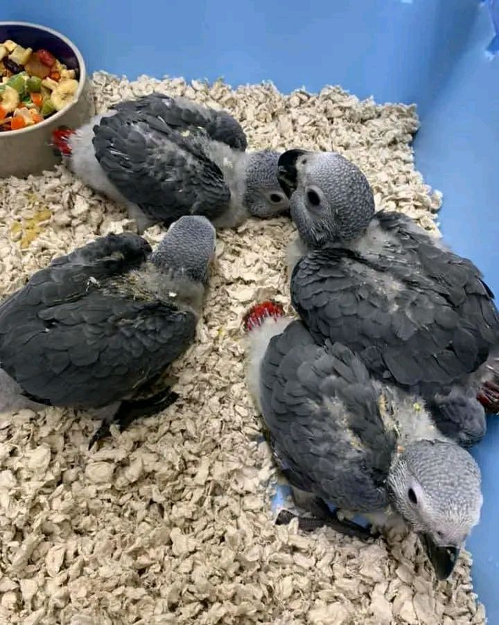 Gris Du Gabon Bebe